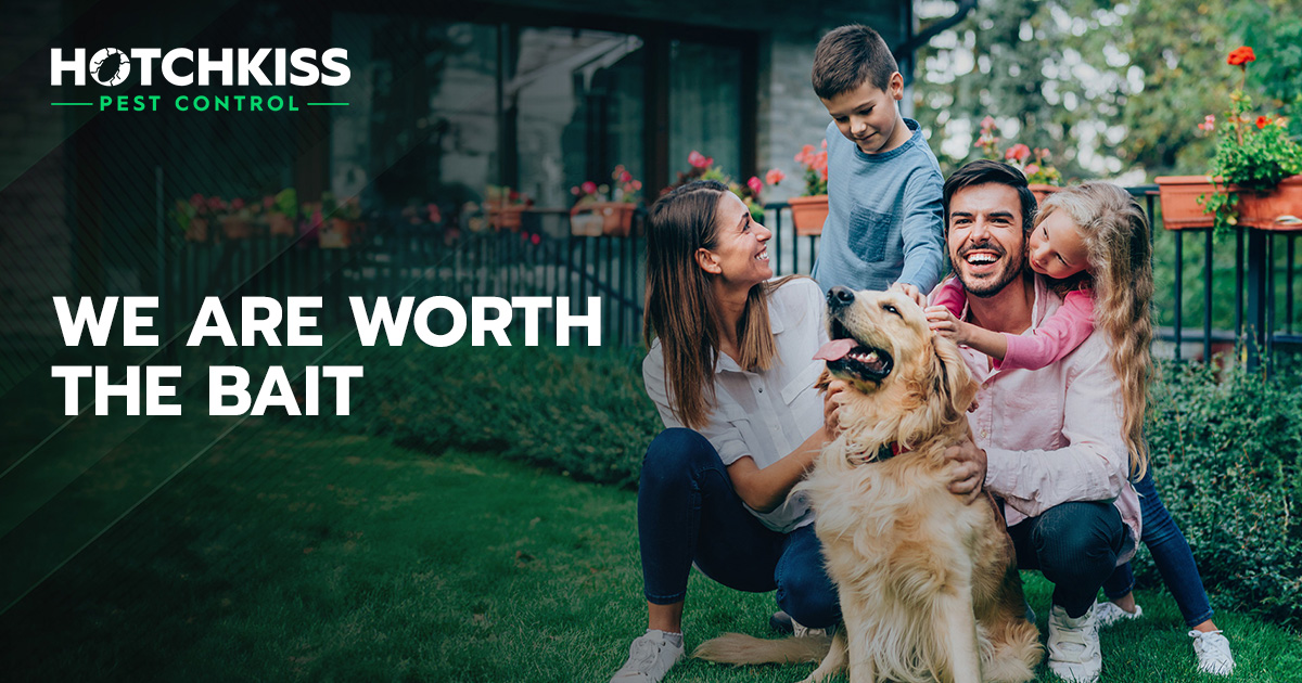 Bed Bugs in Columbus | Hotchkiss Pest Control